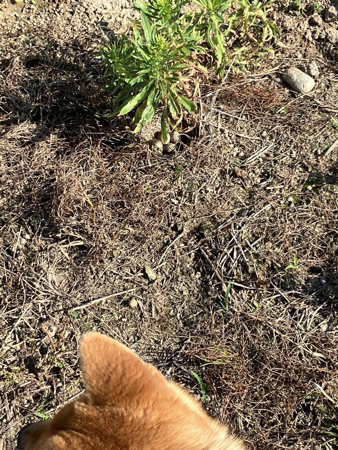 10日ほど前でしょうか、ヒバリ🐥の巣... / HAYATEさんのモーメント | YAMAP / ヤマップ