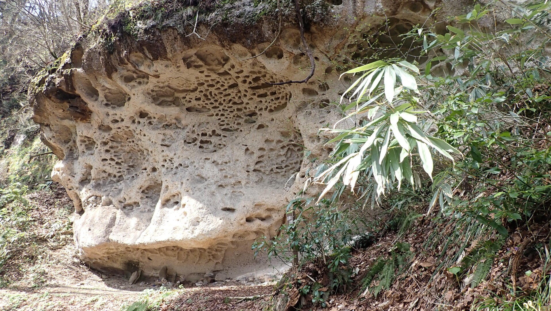 烏帽子座・権現座・蓑座・芝座・頂上三本杉座・大座・頂上松座 / WA1号さんの七座山の活動データ | YAMAP / ヤマップ