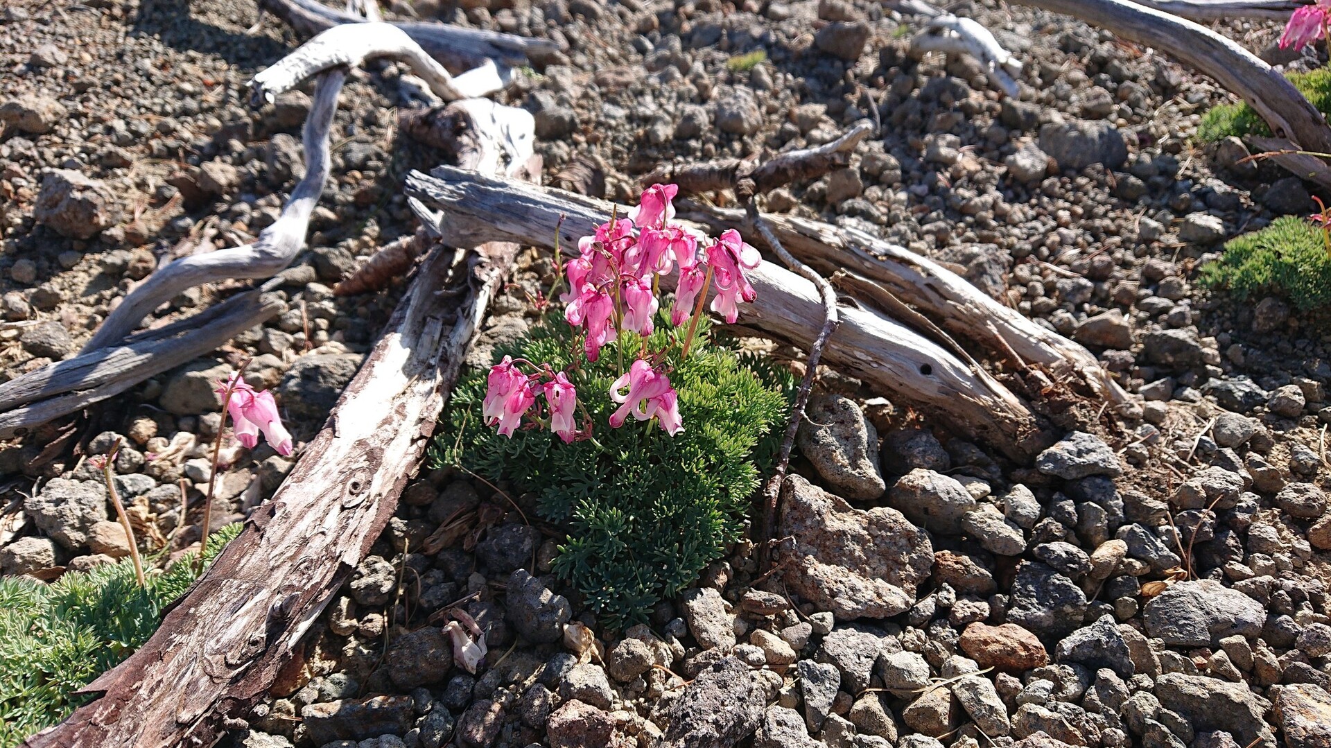 18/8/4〜5 夏乗鞍 / higeさんの乗鞍岳の活動データ | YAMAP / ヤマップ