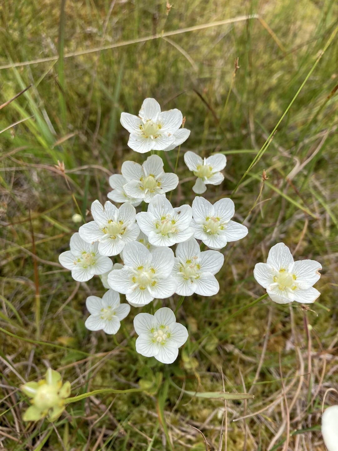 湿原散策 こんなに密集してるウメバチソウ... / takaさんのモーメント | YAMAP / ヤマップ
