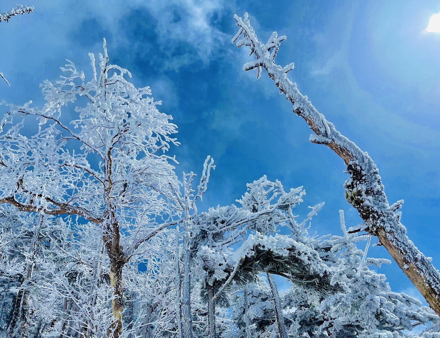 春風近し🎺蓼科山 / MINTさんの蓼科山・横岳・縞枯山の活動日記 | YAMAP / ヤマップ