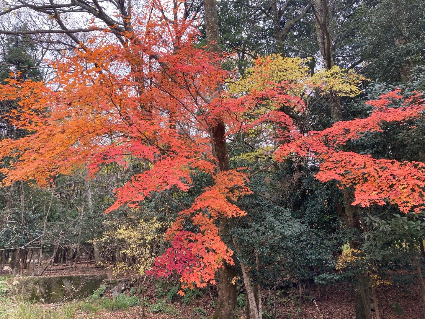 綿向山 / milkさんの綿向山の活動データ | YAMAP / ヤマップ