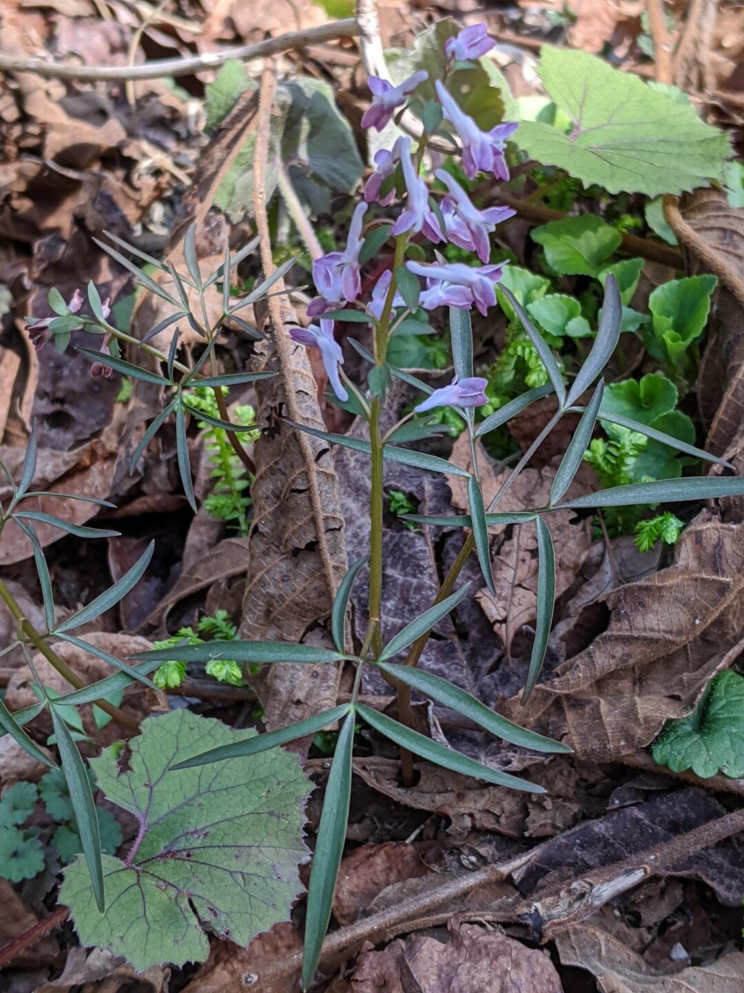 4月中旬 ヤマエンゴサク vs. オトメ... / YOLOさんのモーメント | YAMAP / ヤマップ