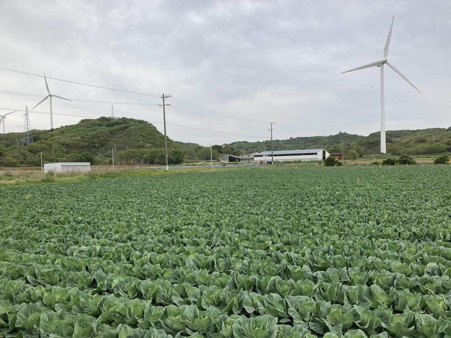 渥美半島ウルトラネイチャーラン100K（DNF） / しみしみさんの蔵王山・衣笠山・滝頭山の活動データ | YAMAP / ヤマップ