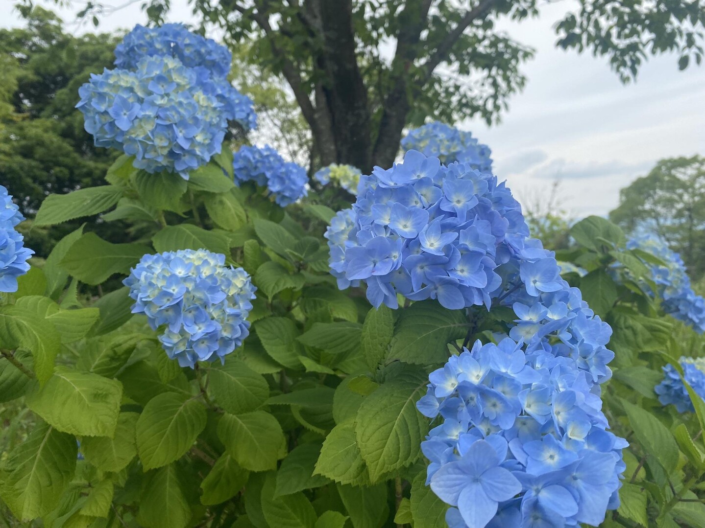 大野岳 / Sanaさんの大野岳の活動データ | YAMAP / ヤマップ