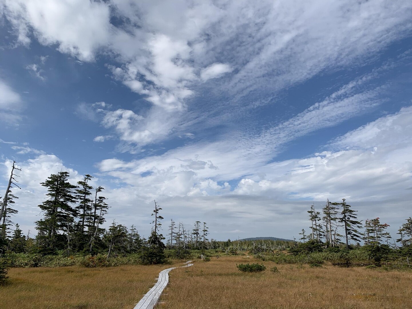 初めての愛山渓温泉からの当麻乗越へ / miki-yamaさんの大雪山系・旭岳・トムラウシの活動データ | YAMAP / ヤマップ