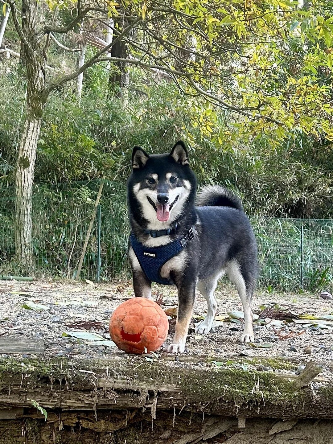 今日は亀岡からチョット上にある府民の森の... / Corchanさんのモーメント | YAMAP / ヤマップ