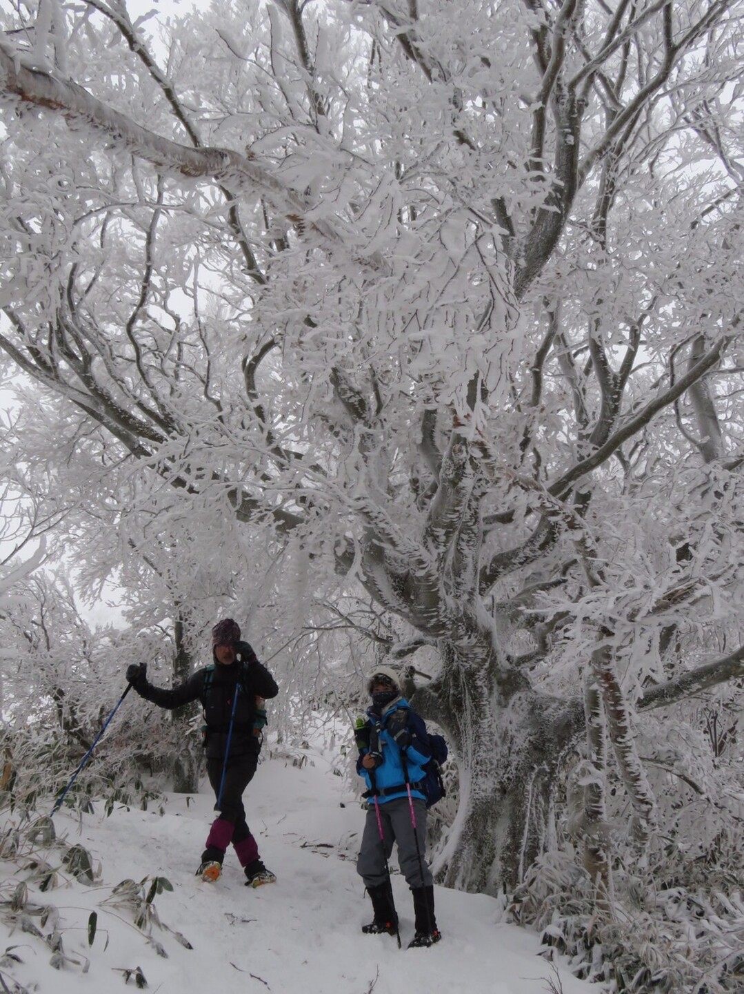 伊予富士de雪山debut-2017-01-15 / Rincoさんの瓶ヶ森・伊予富士の活動データ | YAMAP / ヤマップ