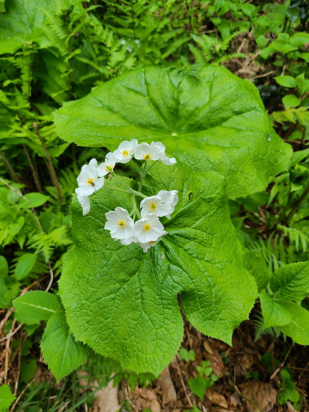 二王子岳(200名山)とサンカヨウ / noppoさんの二王子岳の活動データ | YAMAP / ヤマップ