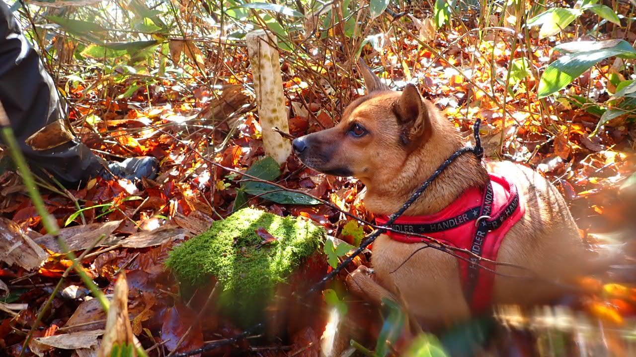 SARU🐒MASA🍁COLORS🤩 / こーきちさんの猿政山の活動データ | YAMAP / ヤマップ
