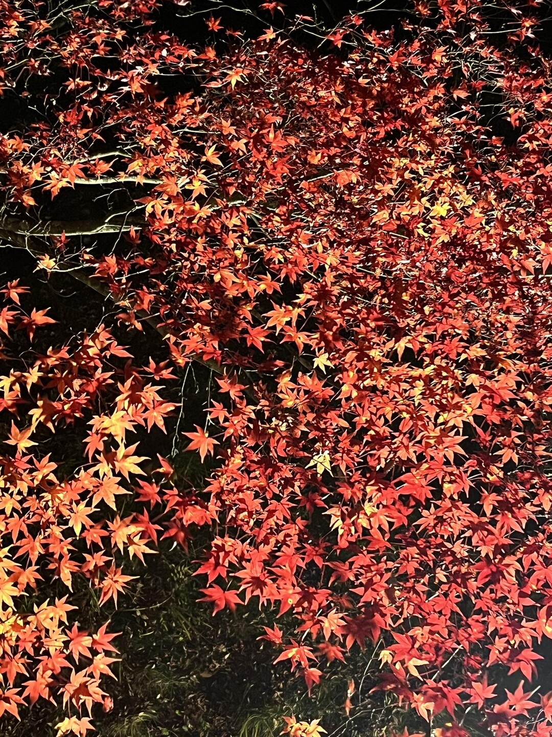 Team Laboとコラボした山中湖の紅... / Ichiroさんのモーメント | YAMAP / ヤマップ