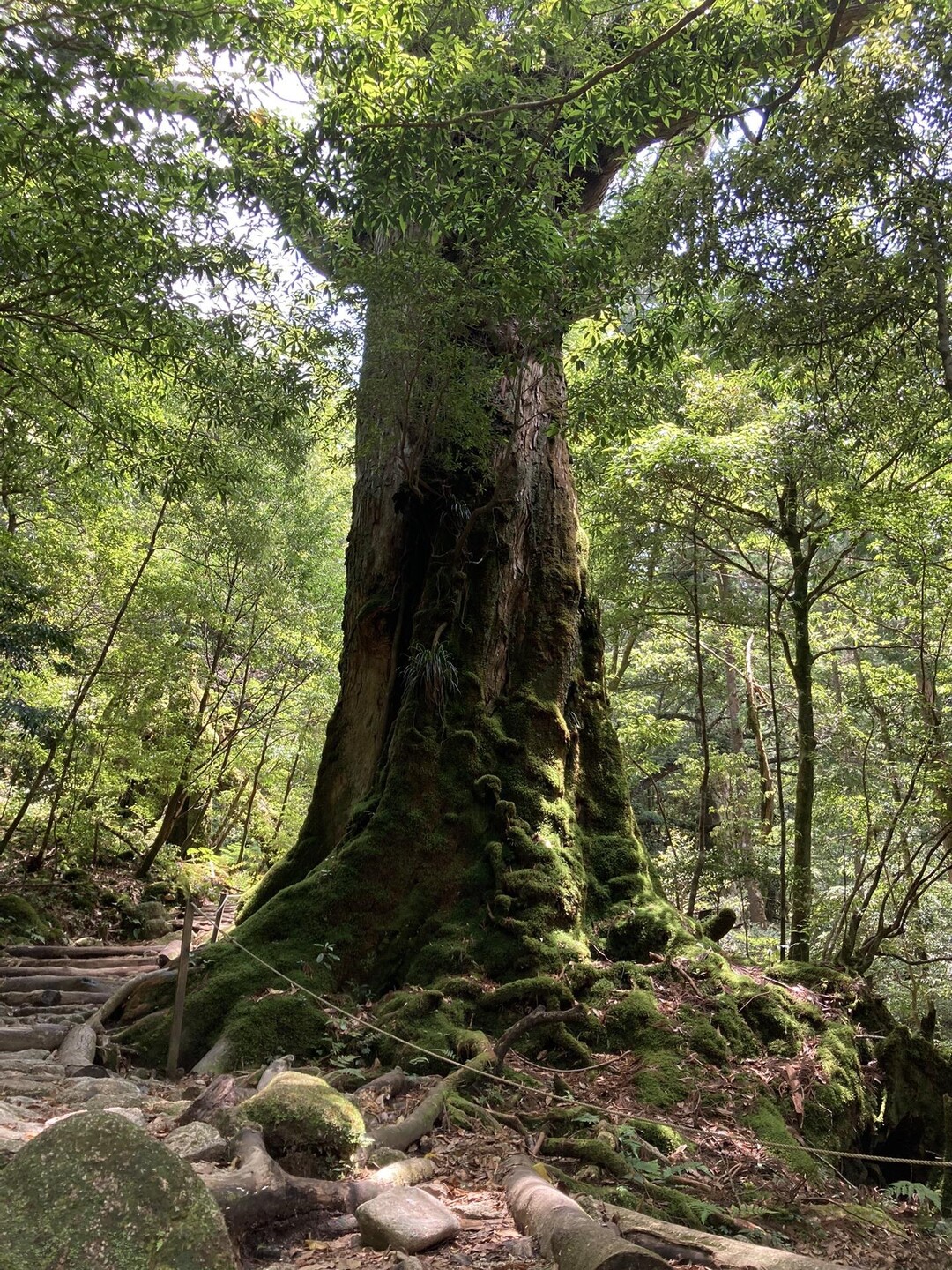 樹齢何千年？ 屋久島神秘的 / hirohiroさんのモーメント | YAMAP / ヤマップ