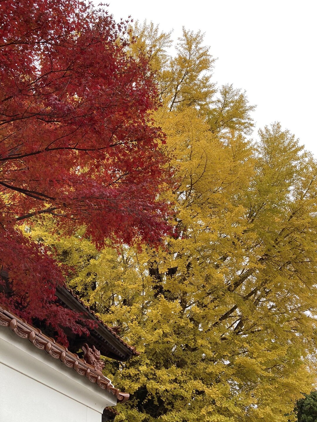 大平山・女三瓶山・兜山・男三瓶山(三瓶山) / fumiconさんの三瓶山・大平山の活動データ | YAMAP / ヤマップ