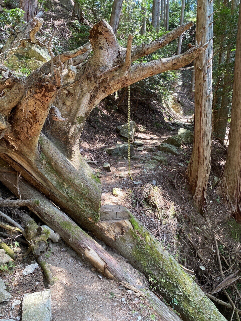 YA-🦥さんの投稿したフィールドメモ | YAMAP / ヤマップ