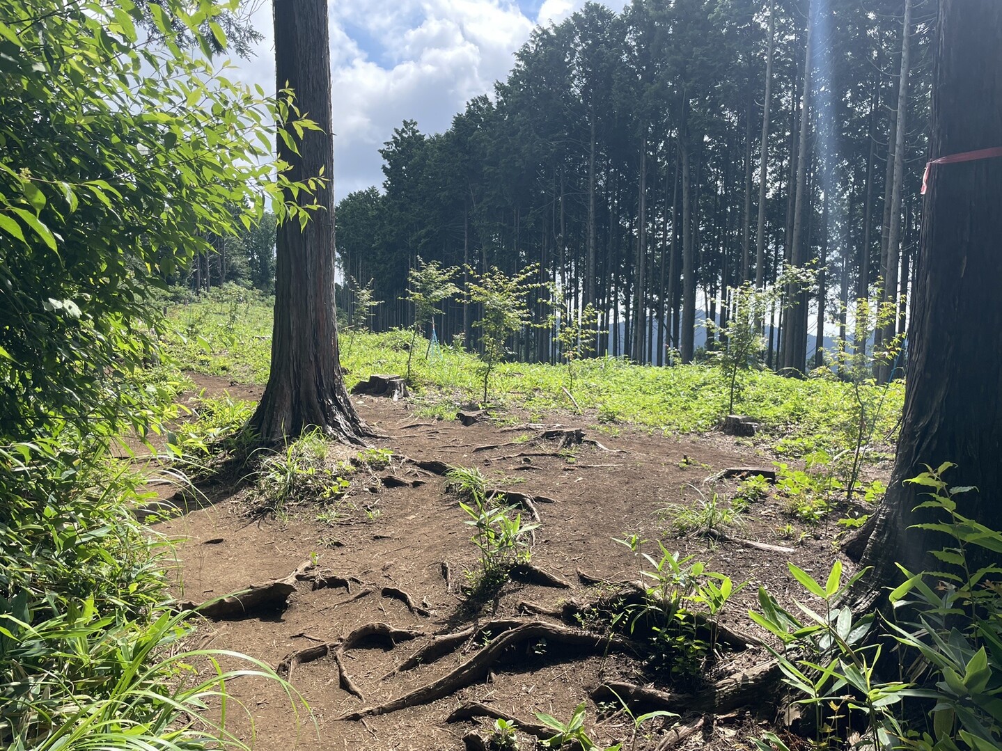 serickさんの投稿したフィールドメモ | YAMAP / ヤマップ