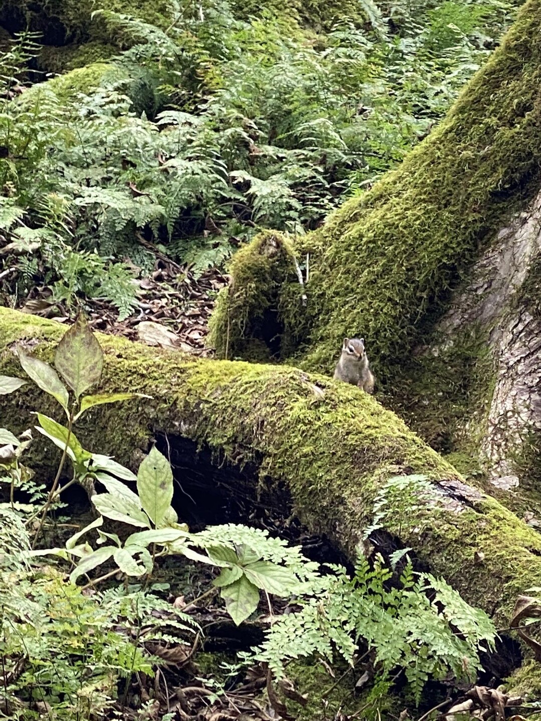 鈴鹿10座🗻御池岳へ / ns.smさんの天狗堂の活動データ | YAMAP / ヤマップ