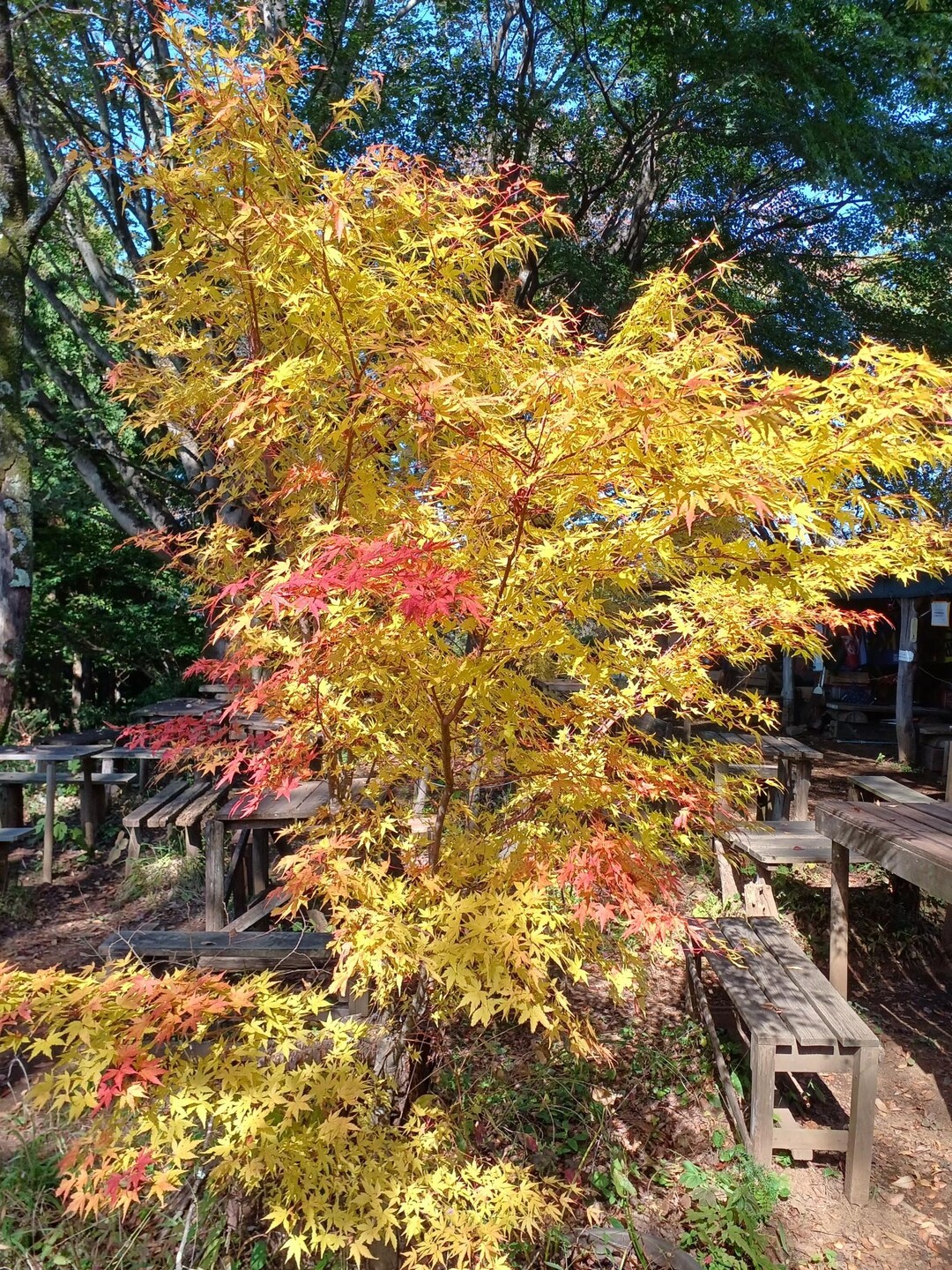 高尾山〜陣馬山 / spesさんの高尾山・陣馬山・景信山の活動データ | YAMAP / ヤマップ