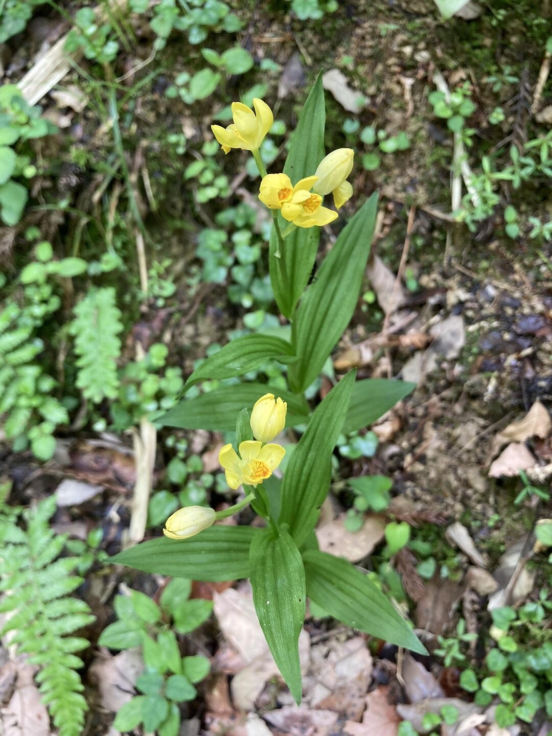 キンラン探索2日目はまんのう町へ。 3箇... / tairaさんのモーメント | YAMAP / ヤマップ