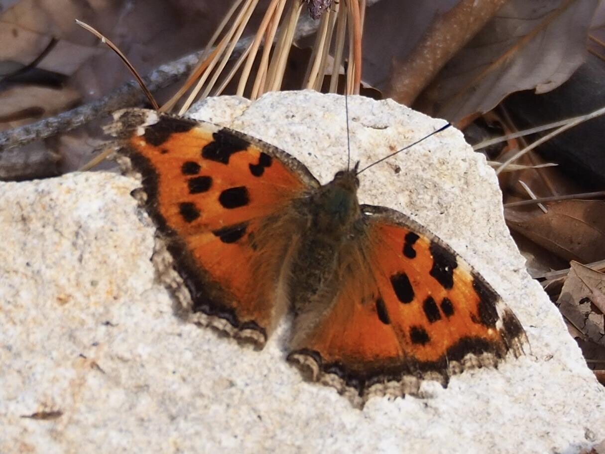 ⚮̈ヒオドシチョウ 32-42mm ... / Hanaさんのモーメント | YAMAP / ヤマップ