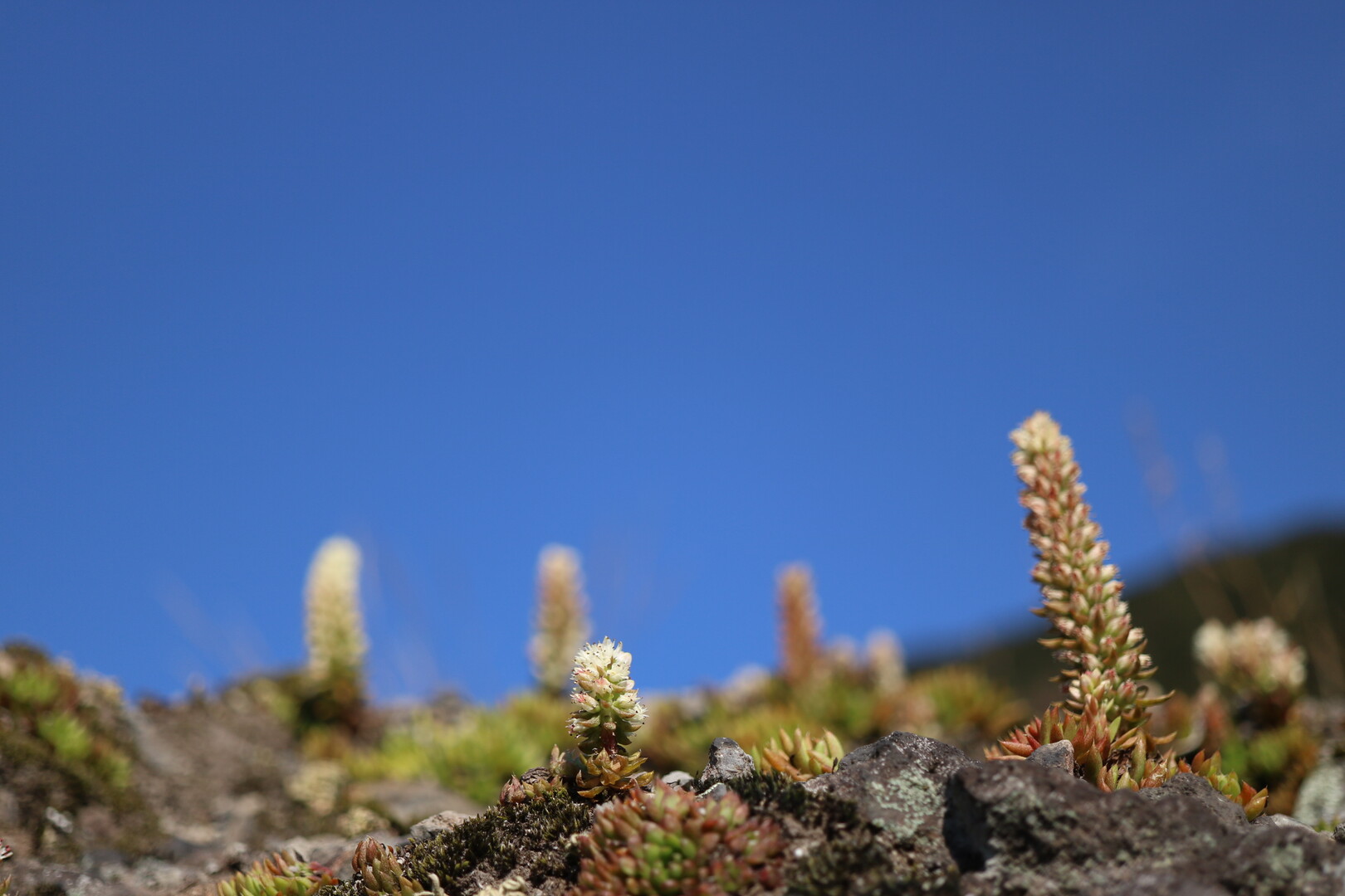 秋に歩く黒髪山 / まーさんの黒髪山・青螺山の活動データ | YAMAP / ヤマップ