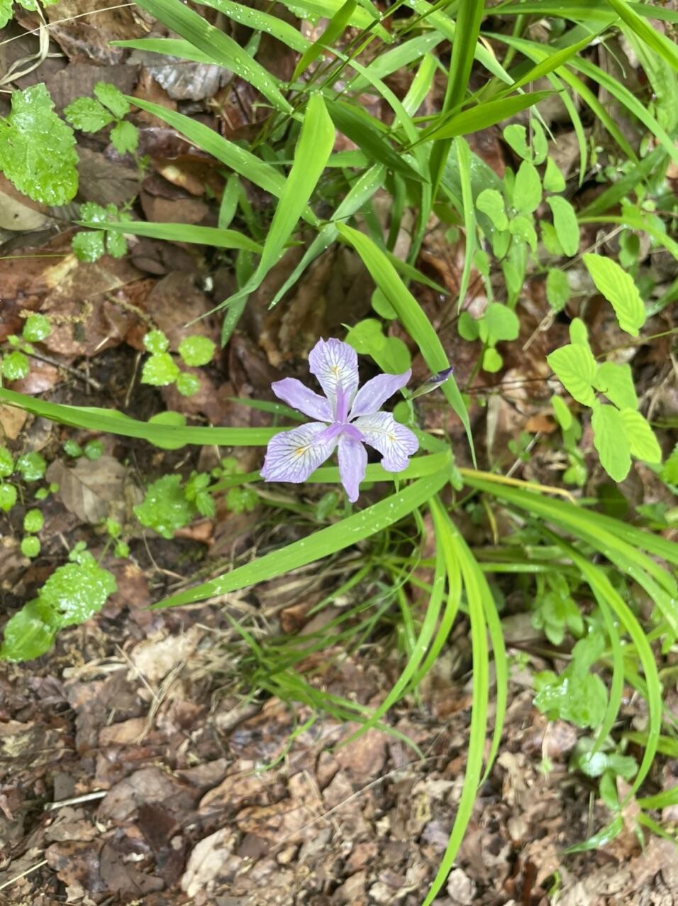 mimiのページ | YAMAP / ヤマップ