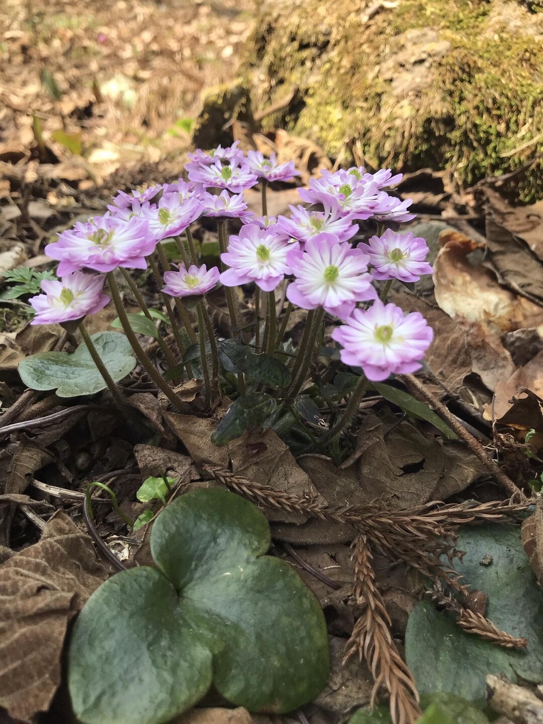 近くをお散歩 咲き始めてました / RINさんのモーメント | YAMAP / ヤマップ