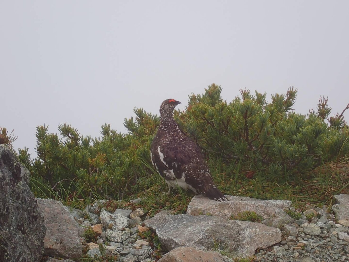 師匠と立山（雄山）・立山（大汝山）へ / ポメmomoさんの立山・雄山・浄土山の活動データ | YAMAP / ヤマップ