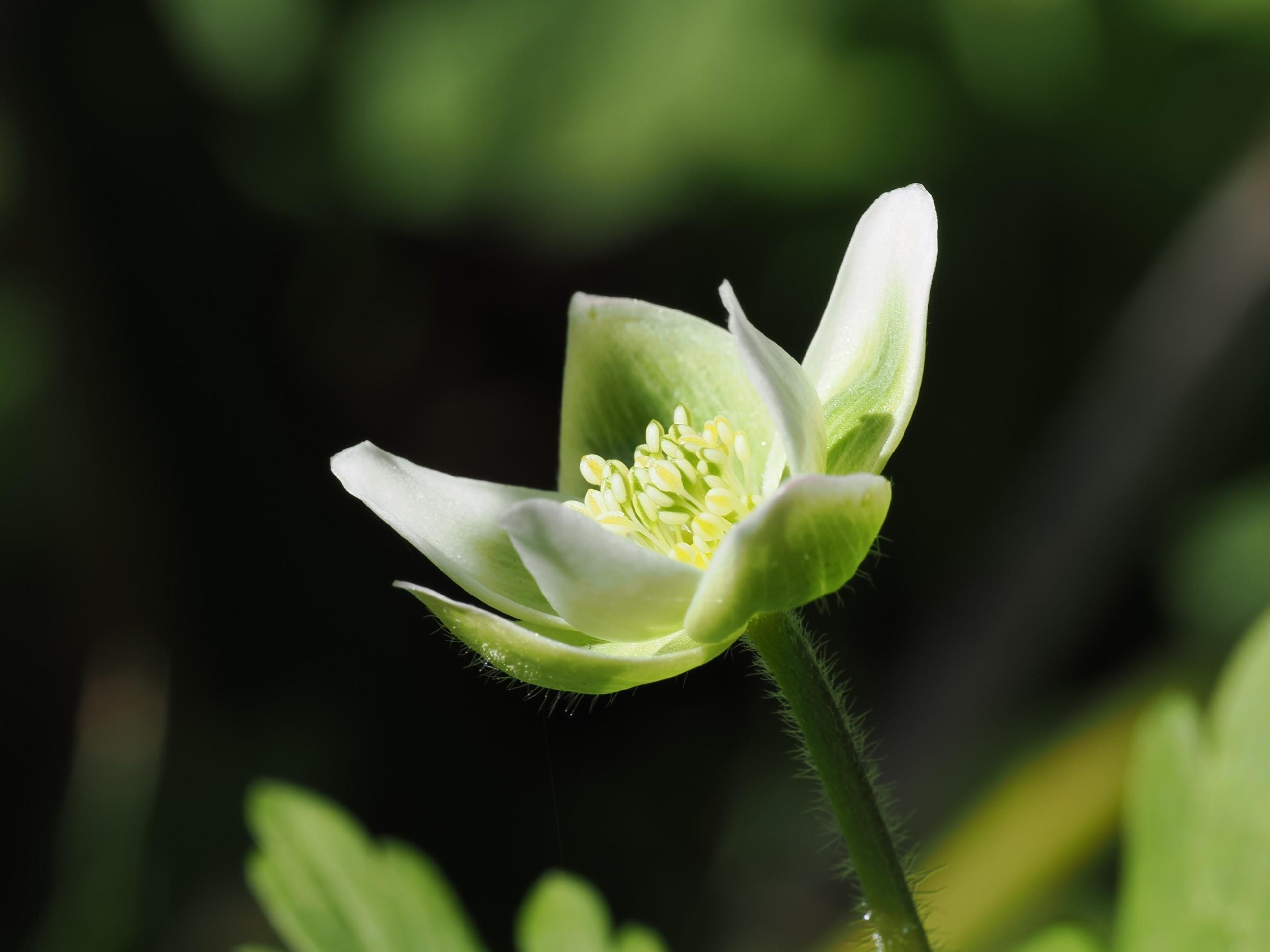 今シーズンも大好きな翠さんと沢山出会う事... / satoomoさんのモーメント | YAMAP / ヤマップ