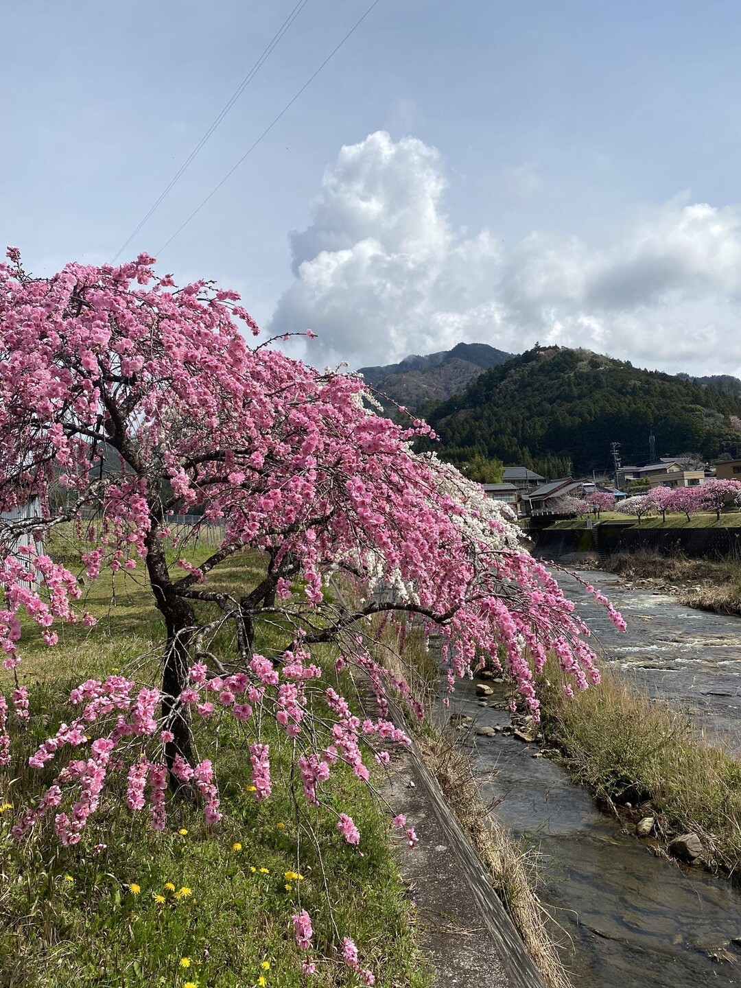 ウォーキング-2024-04-06 / 🐥BIBI🐥さんのウォーキングの活動データ | YAMAP / ヤマップ