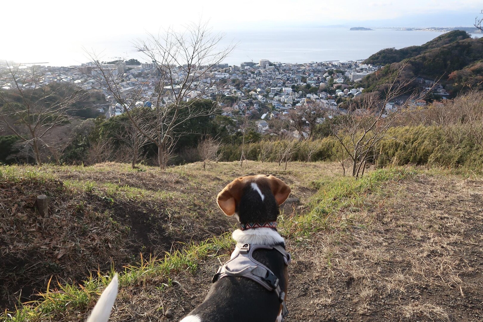 2024年登り納めは ソッカ・仙元山 / heeさんの三浦アルプス・二子山・仙元山の活動日記 | YAMAP / ヤマップ