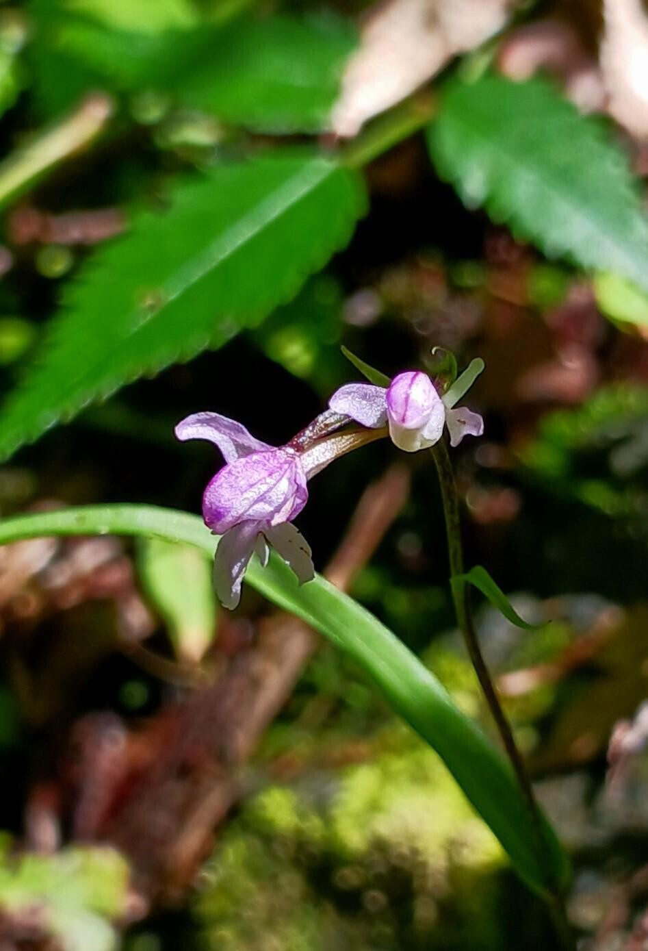 去年見つけたウチョウランがそろそろ咲だし... / naokorinさんのモーメント | YAMAP / ヤマップ