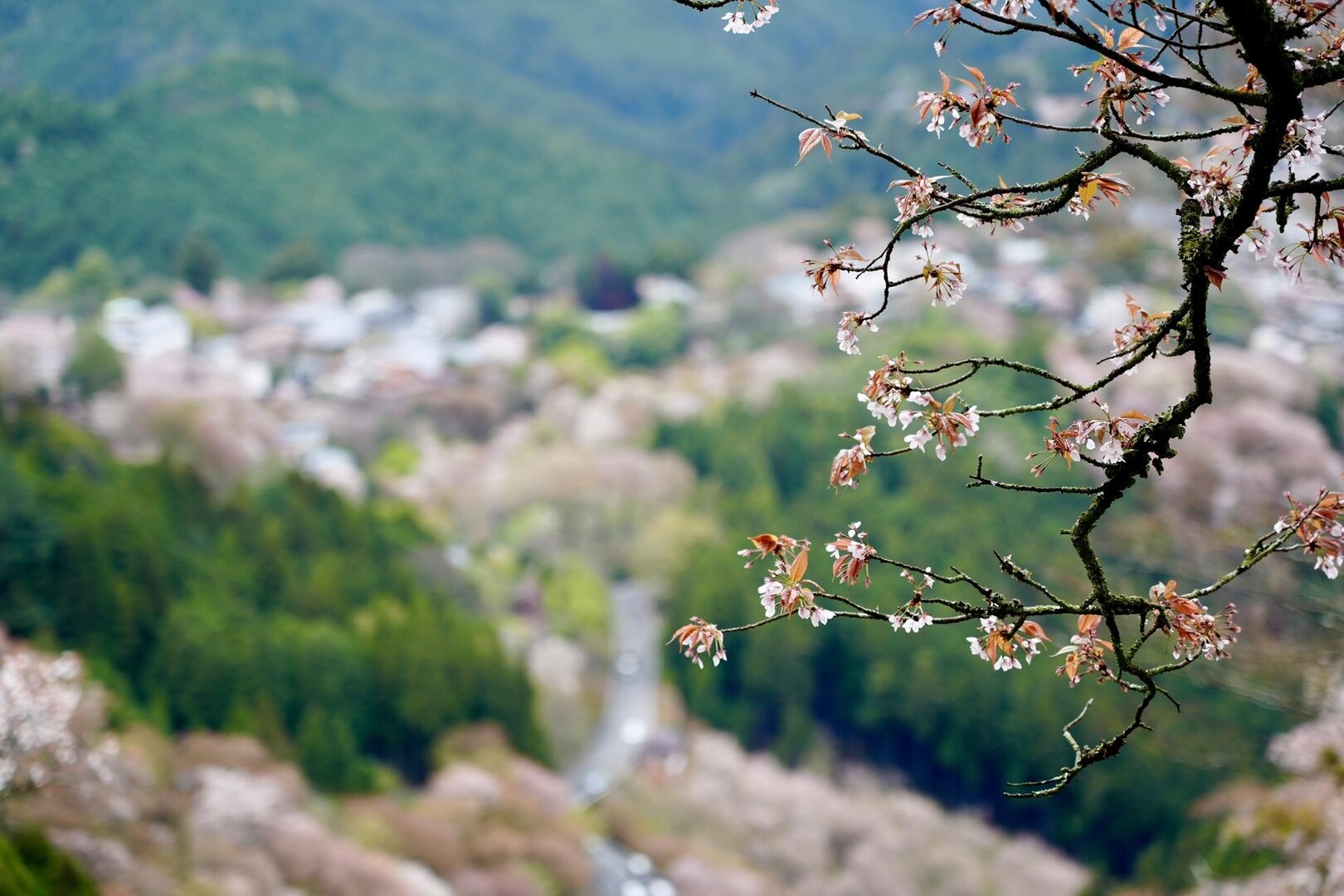 吉野 桜 / minatoさんの吉野山・青根ヶ峰・百貝岳の活動データ | YAMAP / ヤマップ