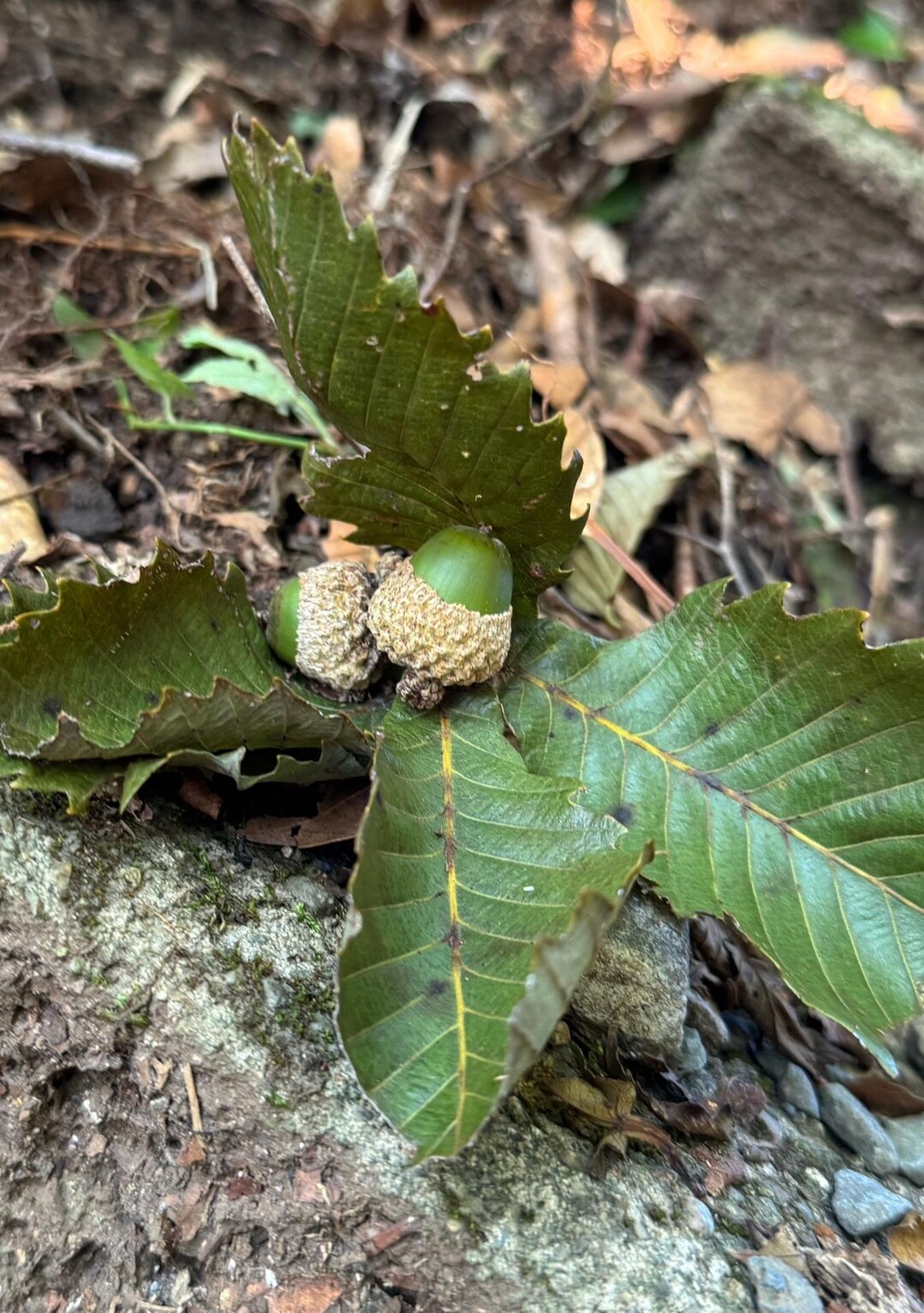 筑波山training / kumiさんの筑波山の活動データ | YAMAP / ヤマップ
