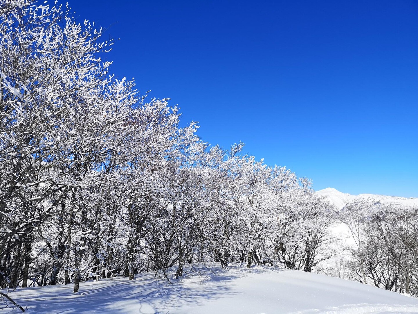 大日ヶ岳 / JOJOヶ岳さんの大日ヶ岳・毘沙門岳の活動データ | YAMAP / ヤマップ
