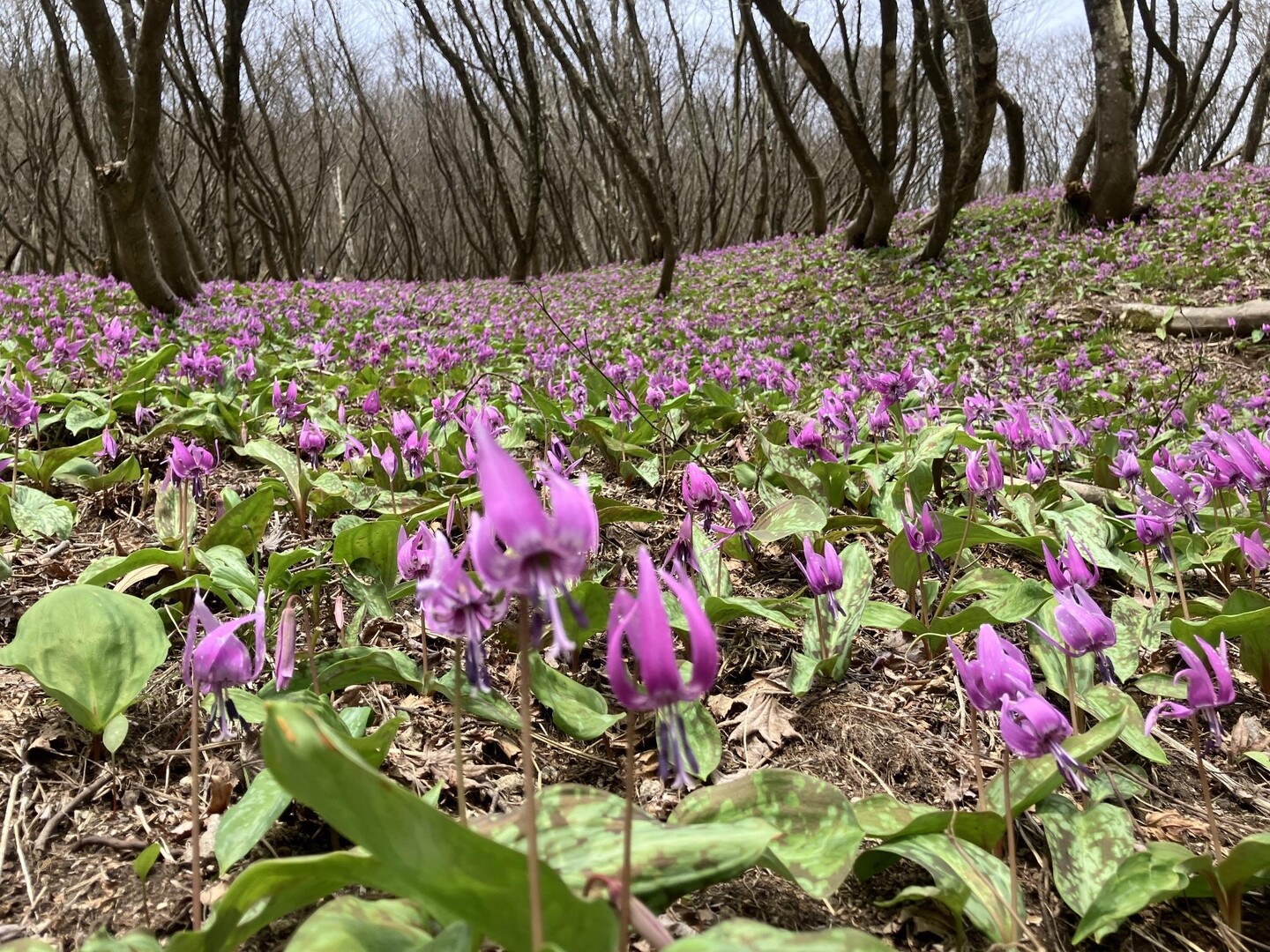 鉢伏山・笈山・大恐山（オンソリ山） / sono_01さんの大恐山・笈山・鉢伏山の活動データ | YAMAP / ヤマップ