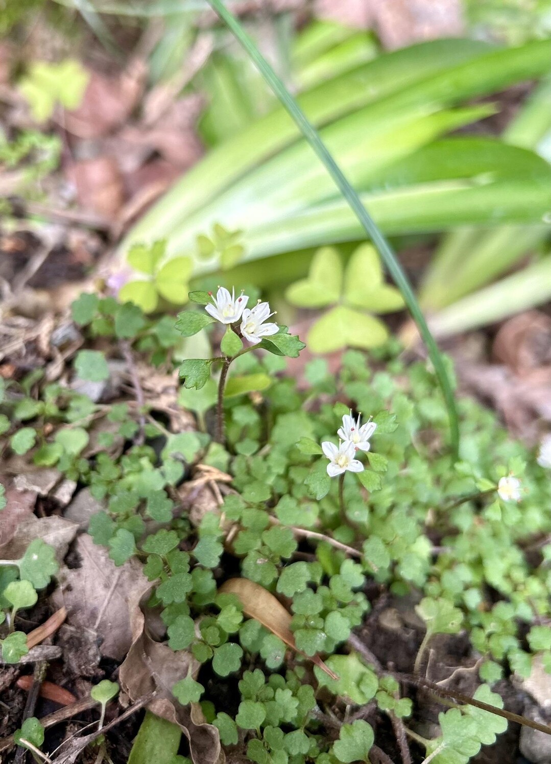 高尾山 春分の日 / yuu_oさんの高尾山・陣馬山・景信山の活動日記 | YAMAP / ヤマップ