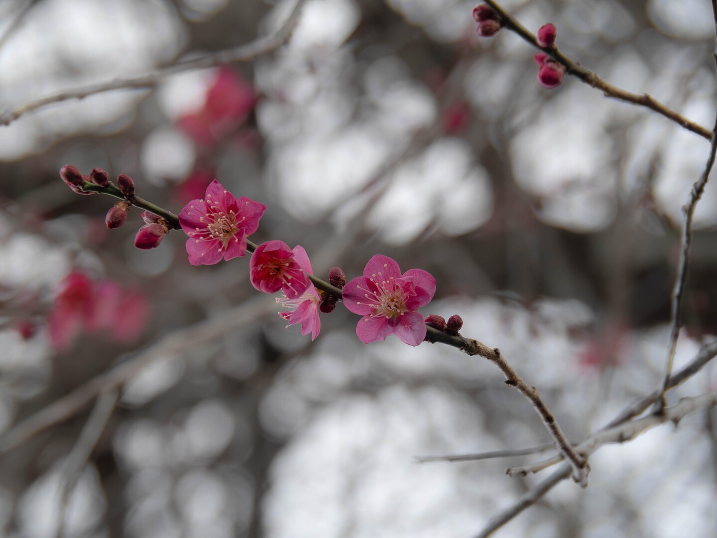 春探ししてきました。 / Okamonさんのモーメント | YAMAP / ヤマップ