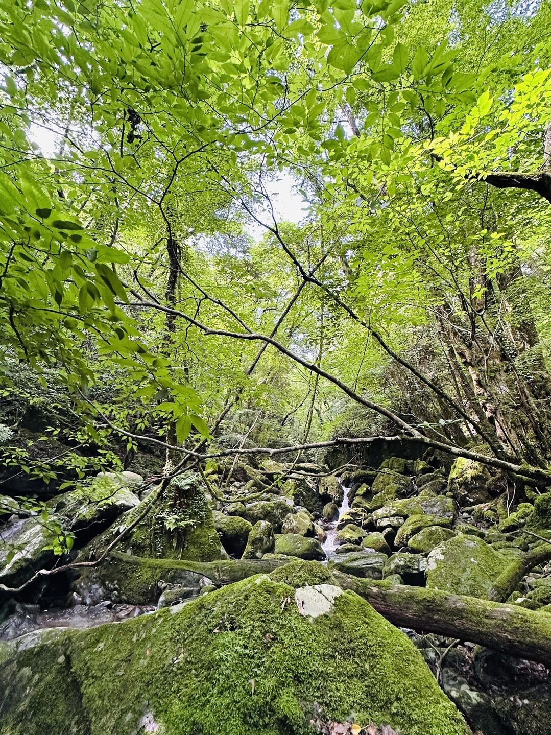2023/06/07 犬ヶ岳 沢登り / Haroldさんの犬ヶ岳・求菩提山の活動データ | YAMAP / ヤマップ