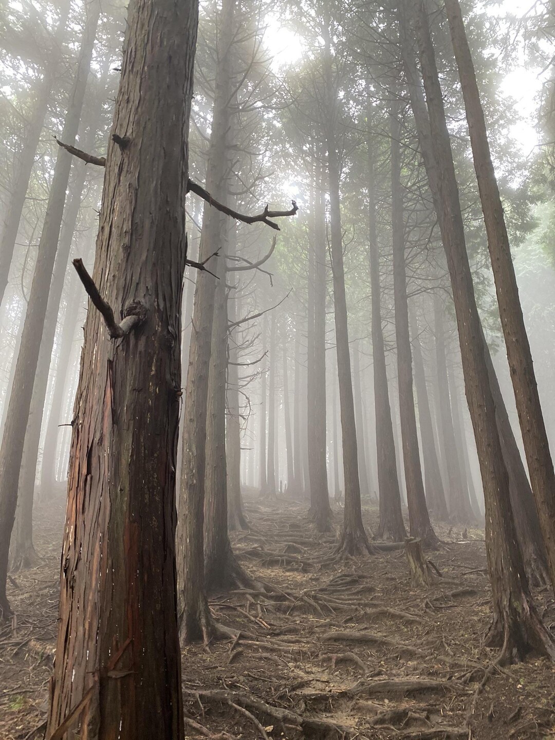 金剛山太尾ルート / TKOさんの金剛山・二上山・大和葛城山の活動データ | YAMAP / ヤマップ
