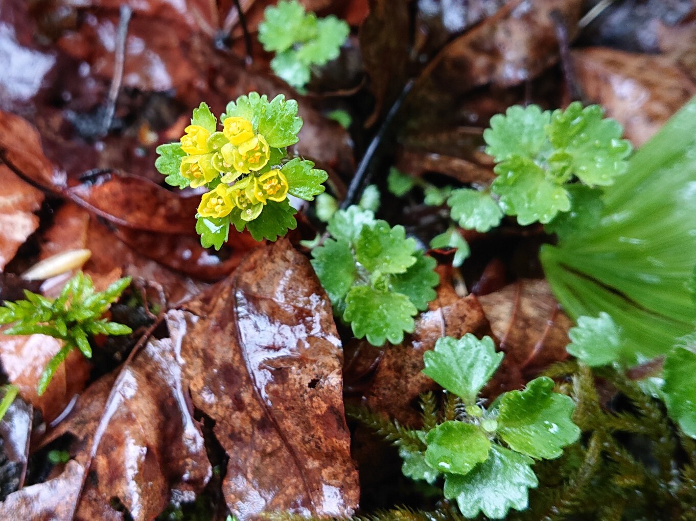 富士山-新緑の村山道 シーズン2 Part 2 山野草観察会-2022-05-01 / ふじ爺さんの富士山の活動データ | YAMAP / ヤマップ