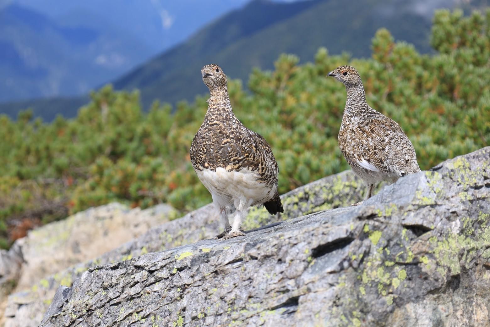 鹿島槍ヶ岳（南峰）・爺ヶ岳（南峰） / chikay🐤さんの鹿島槍ヶ岳・五竜岳（五龍岳）・唐松岳の活動データ | YAMAP / ヤマップ