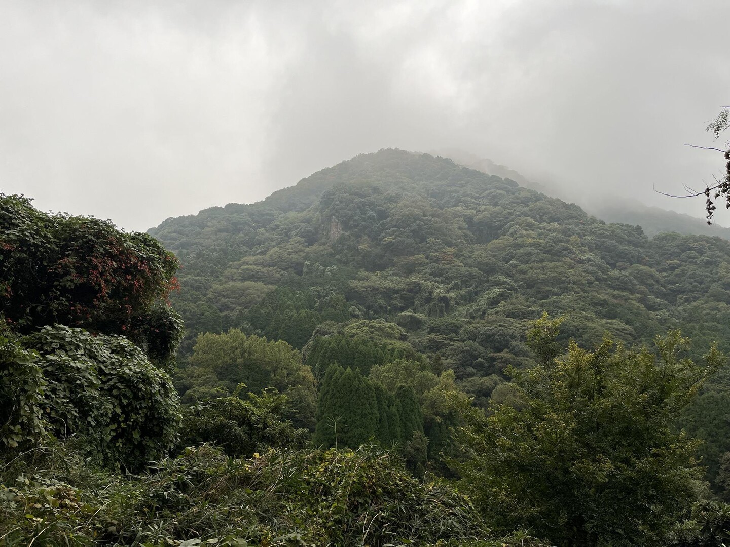 20241117高崎山（田ノ浦バス停から東別府駅前） / 菊水二郎さんの高崎山の活動データ | YAMAP / ヤマップ