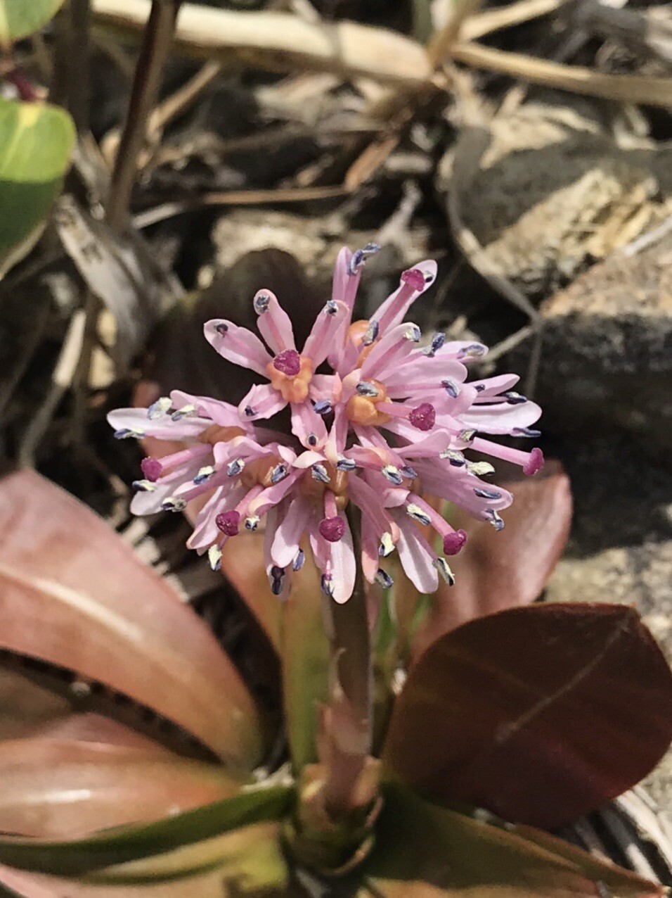 2021.04.09(金) 21:33 / あゆたろうさんのモーメント | YAMAP / ヤマップ