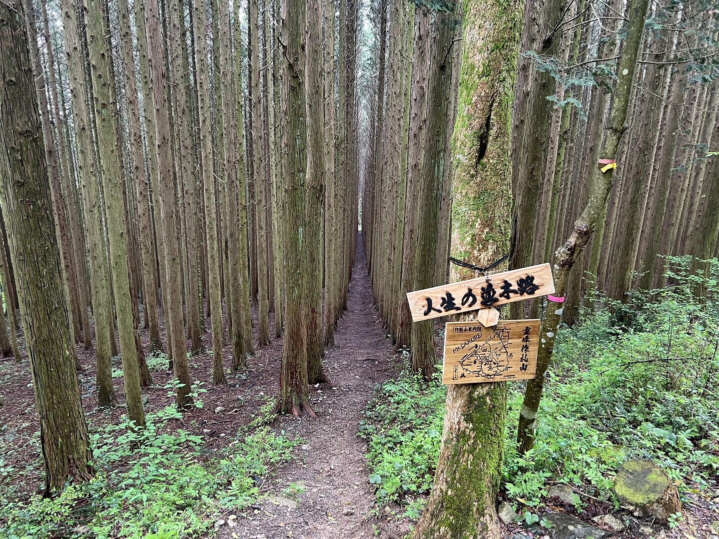 897ピーク・作礼山・作礼山東峰（権現山） / のぶりんさんの作礼山の活動データ | YAMAP / ヤマップ