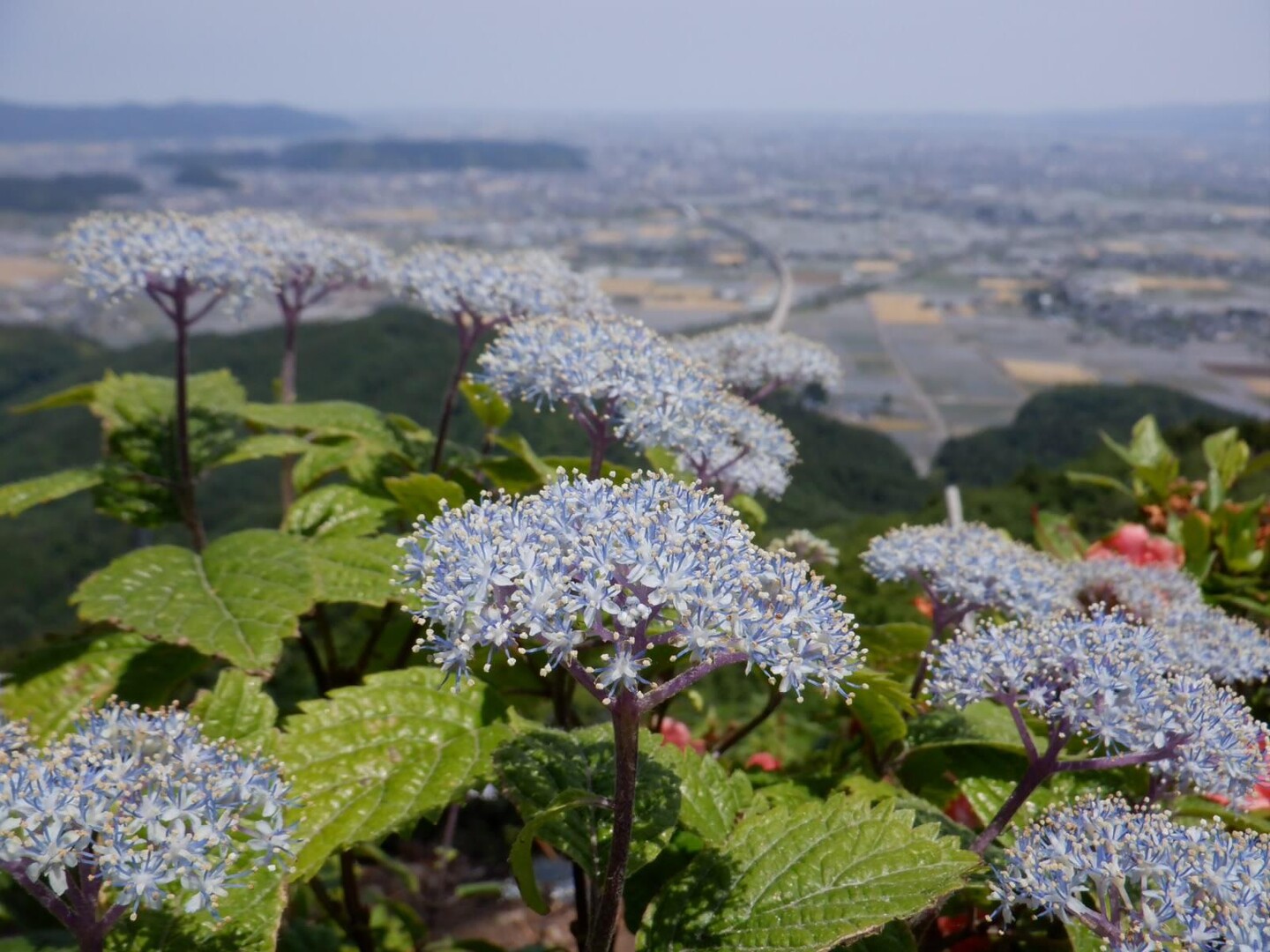 ゆるランで文殊山(2023-7) / Ichiさんの文殊山の活動データ | YAMAP / ヤマップ