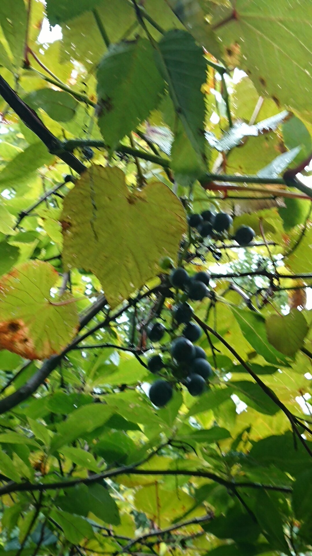 広島県 砥石郷山 / Kyo_omiさんの恐羅漢山の活動データ | YAMAP / ヤマップ