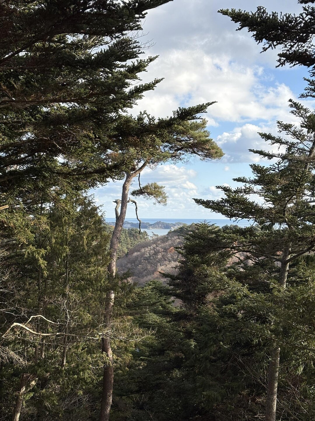 MCT渡船ルート代替陸路開発(仮)① / かなかな0083さんの鷲尾山・扇谷山・新富山の活動データ | YAMAP / ヤマップ