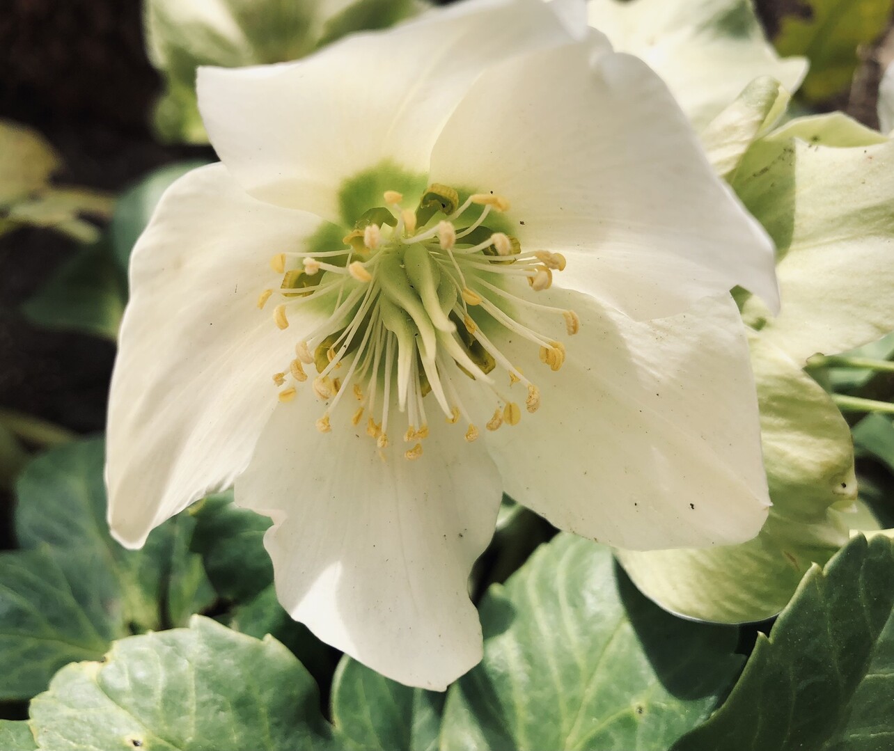 帰宅したら春の庭になってた。 水やりも出... / Kana-2ndさんのモーメント | YAMAP / ヤマップ