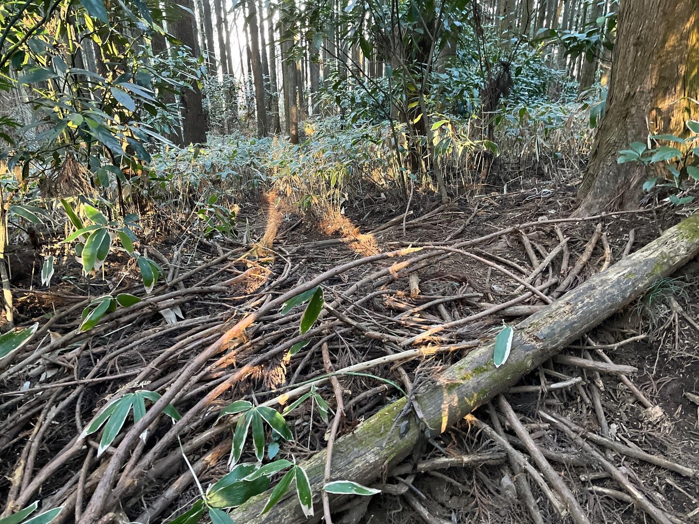 mskふぅさんの投稿したフィールドメモ | YAMAP / ヤマップ