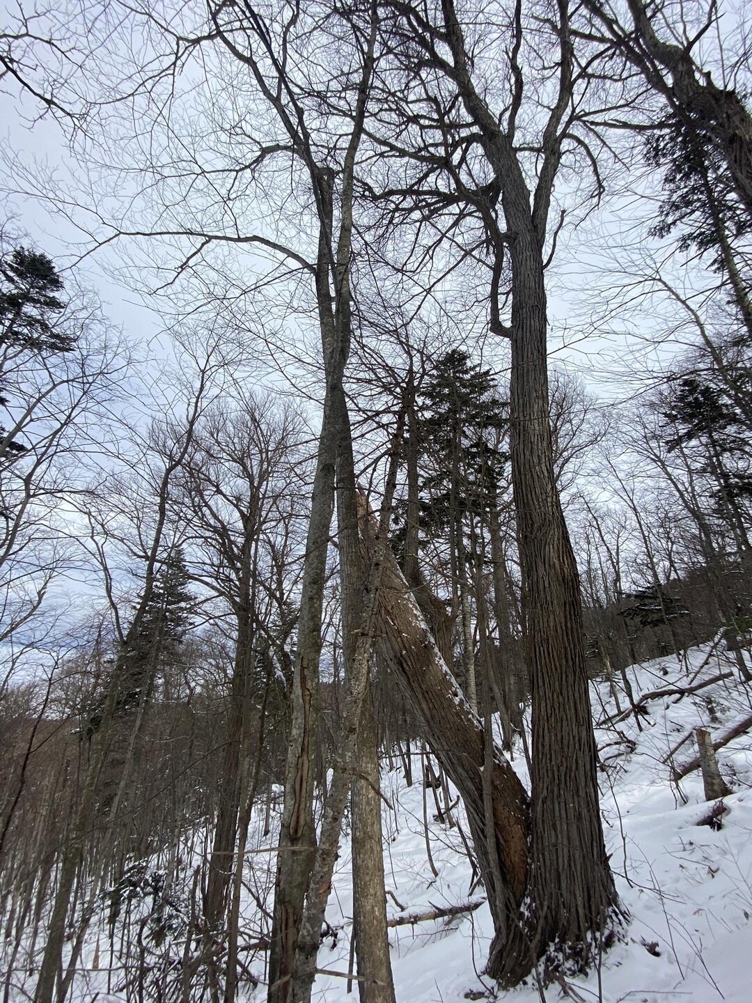 ウォーキング-2024-02-22 / miekoさんのウォーキングの活動データ | YAMAP / ヤマップ